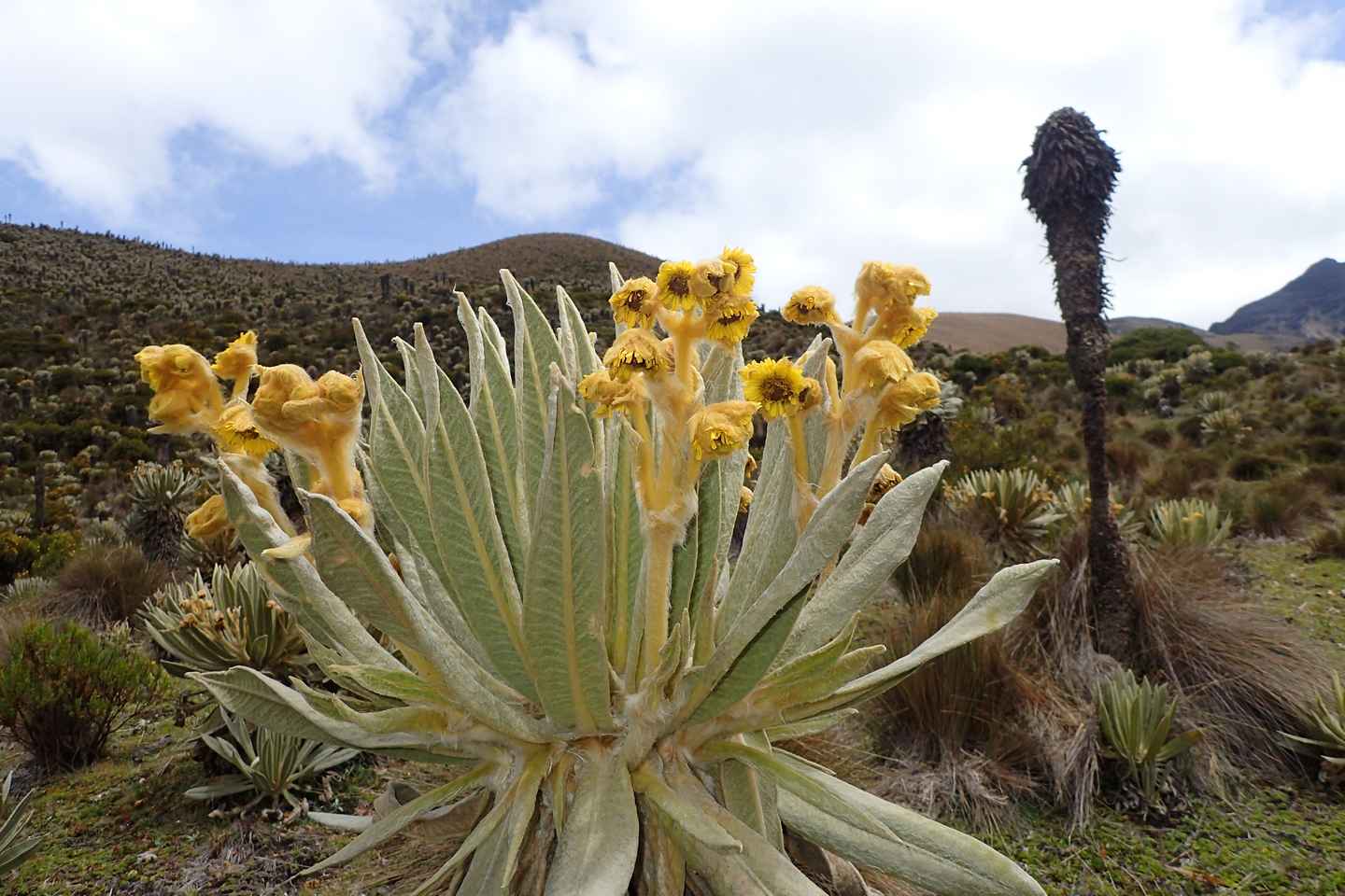 Lookout Nature - Páramo Trek